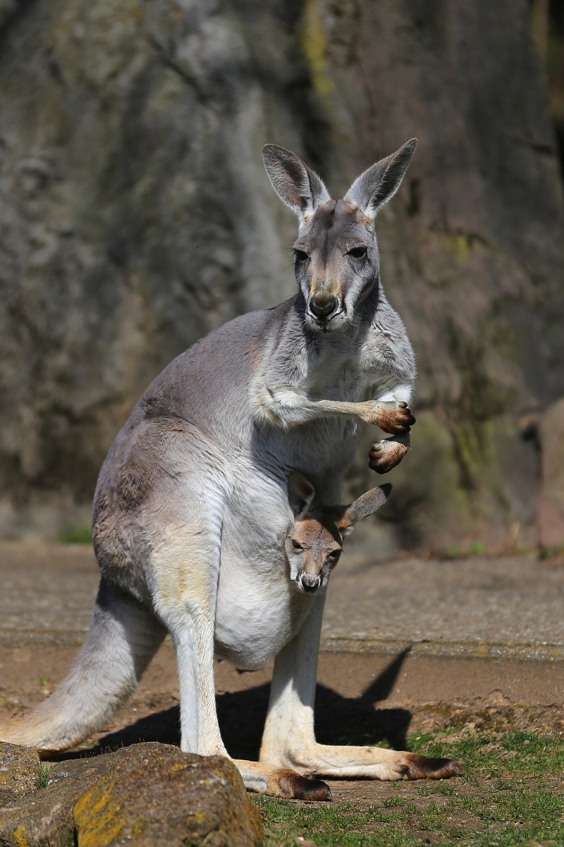 Tierbilder - Fotogruppe Edingen-Neckarhausen